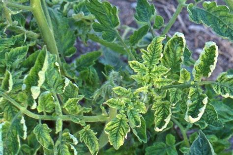 Болести на листата по домати описания със снимки и методи на лечение