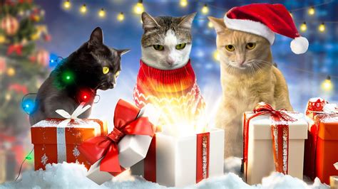 Мы приготовили КРУТЫЕ НОВОГОДНИЕ ПОДАРКИ для всех наших домашних животных Sani Vlog Youtube