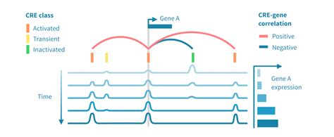 Integrative Analysis Of Rna Seq And Chip Seq Data Genevia Technologies