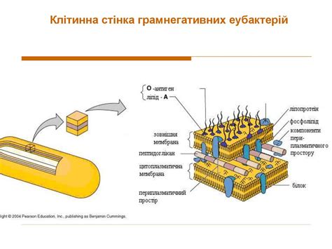Поверхневі структури бактерій Online Presentation