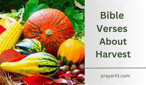 30 Powerful Bible Verses About Harvest 2025 Prayerlit
