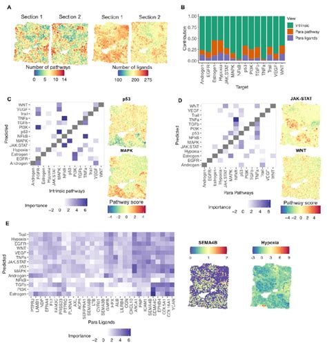Application Of Misty To A Spatial Transcriptomics Dataset A Download Scientific Diagram