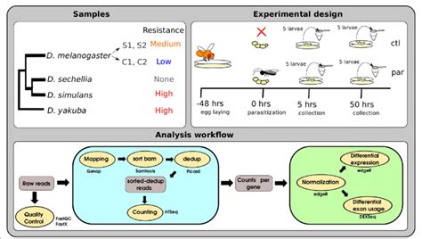 Experimental Design And Workflow Schematic Representation Of Samples Download Scientific
