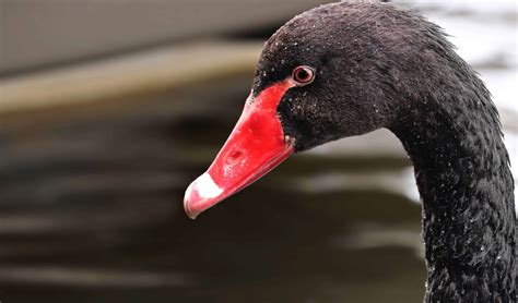 Free Picture Bird Waterfowl Black Swan Wildlife Lake Nature Beak