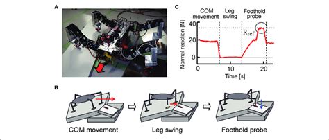 Walking On Fragile Irregular Terrain A Quadruped Robot With Load