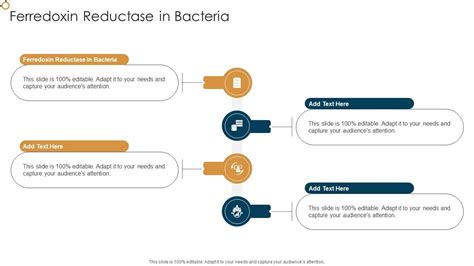 Ferredoxin Reductase In Bacteria In Ppt Powerpoint Presentation Slide Templates Cpp PPT Template