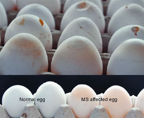 Egg Apex Abnormalities In Ms Infected Layers Download Scientific Diagram
