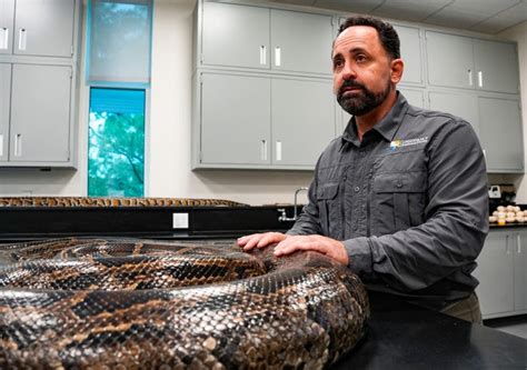 Conservancy Of Swfl Talks Best Python Research And Removal Season Ever