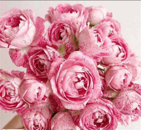 Lady Candle Vardomania