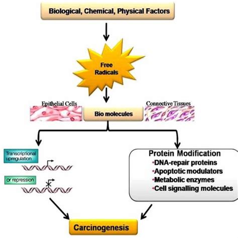 Three Stage Model Of Carcinogenesis A Initiation Attack By Ros Rns Download Scientific