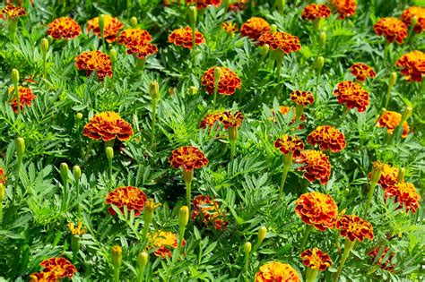 Premium Photo Marigold Flower In The Garden