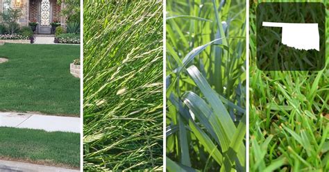 The Best Grass Seed For Oklahoma Lawns