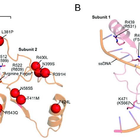 Disease Causing Mutations In The Ntp Binding And Ssdna Binding Regions