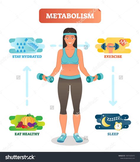 Metabolism Concept Vector Illustration Diagram Biochemical Stock Vector Royalty Free