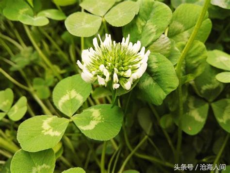 三葉草青青 每日頭條