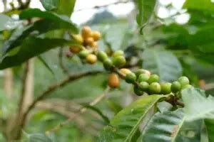 Coffee In Eritrea A Coffee Ceremony Unites The Country Your Coffee Site