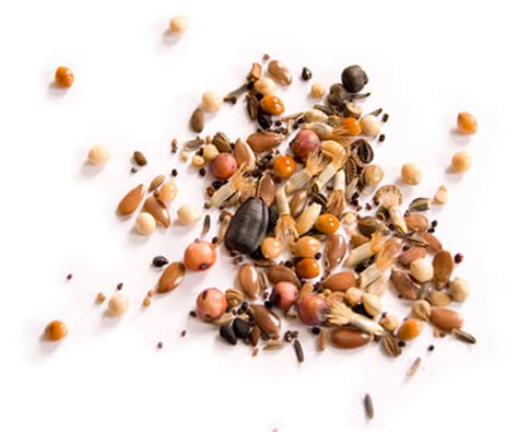 Seed Testing Services Lifeasible