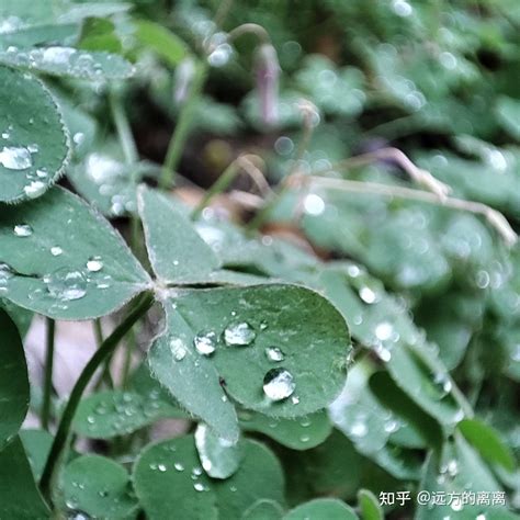 雨天的叶子 知乎