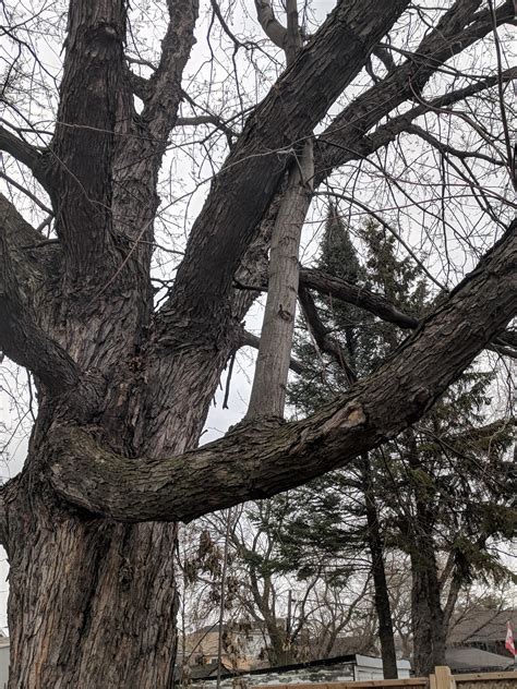 A Different Type Of Tree Growing On The Branch Of Another Tree R Mildlyinteresting