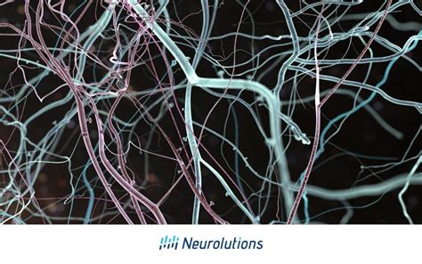 Brain Plasticity Understanding The Brains Ability To Heal And Adapt