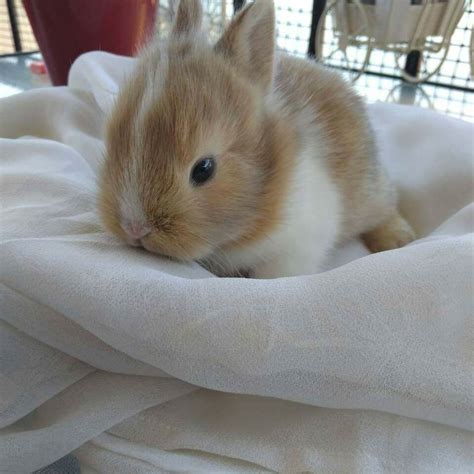 Κουνελακια ΜΙΝΙ Kavála