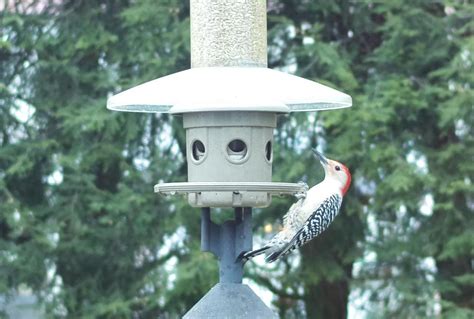 GitHub Mesadowski RaspberryPi Bird Image Recognition Image Recognition Using Raspberry Pi And