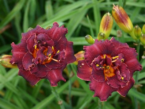 Learn All About 70 Different Daylily Varieties Hgtv