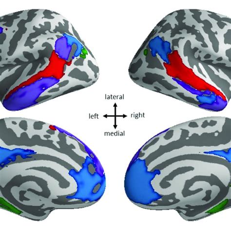 Spatial Specificity Of Ventral Attention Network Subsystems The