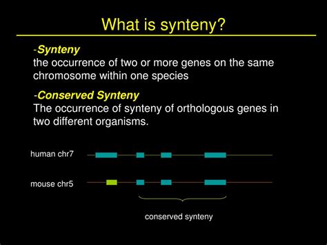 Ppt Conserved Synteny And Gene Prediction Powerpoint Presentation