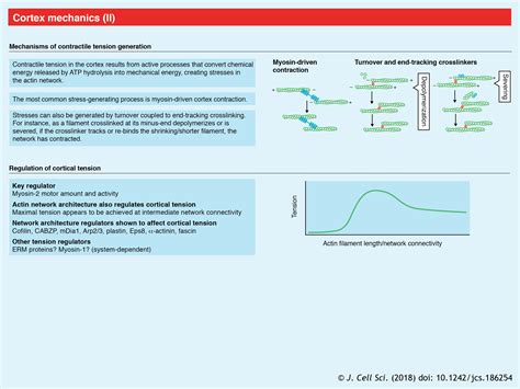 The Actin Cortex At A Glance Journal Of Cell Science The Company Of Biologists