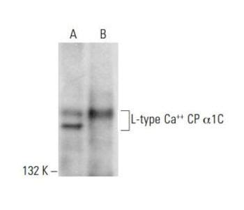 L type Ca CP α1C D 6 Science Company Labroots