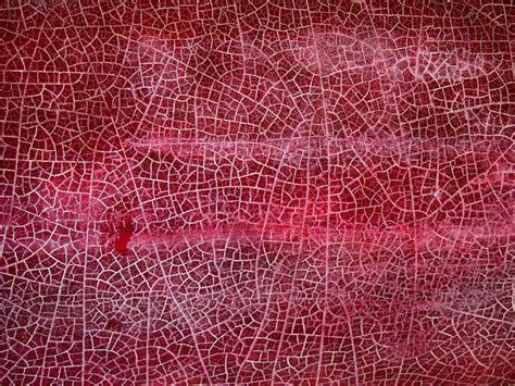 Red Art Photography