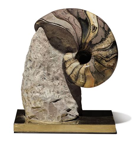 A Fine Nautilus Fossil History Of Science And Technology Including Fossils Minerals And