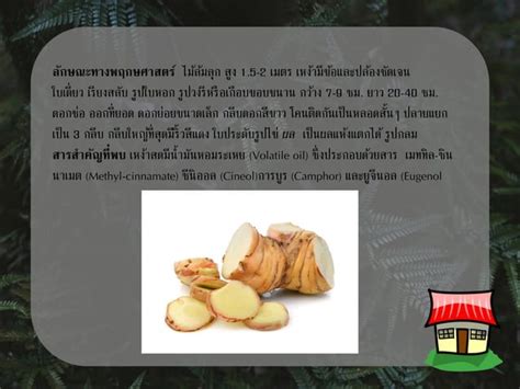 Tobacco And Galangal Is Pesticides Ppt