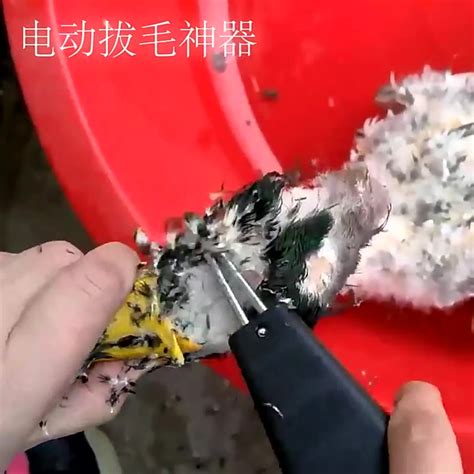 电动拔鸭毛神器手持家禽拔毛机脱毛机鸭子脱毛神器蜡自动鸡毛工具 阿里巴巴