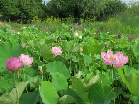 ヒオウギ続報 猪名川万葉植物園四季の写真