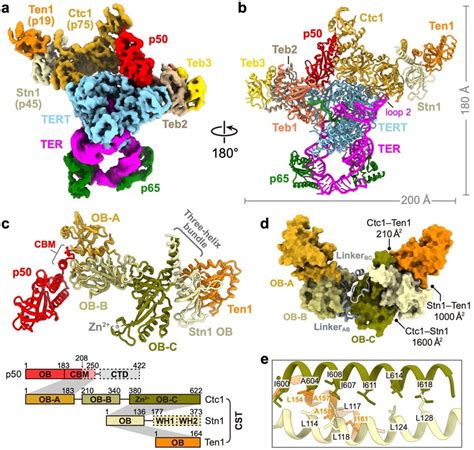 Cryo Em Structure Of Ttcst In Telomerase Holoenzyme A Cryo Em Map Of