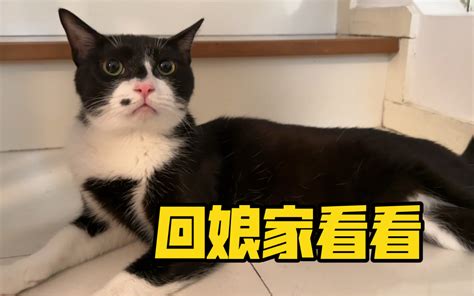 Bilibili B Yiuios