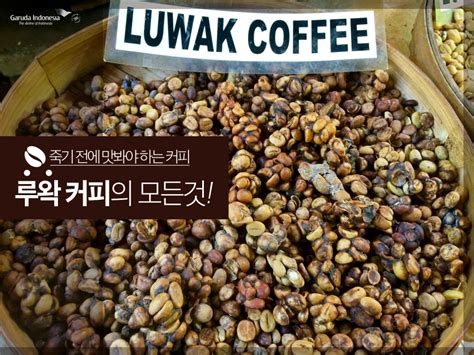 사향고양이 똥 커피로 알려진 루왁커피의 모든 것 맛 가격 생산과정 인도네시아 커피농장 네이버 블로그