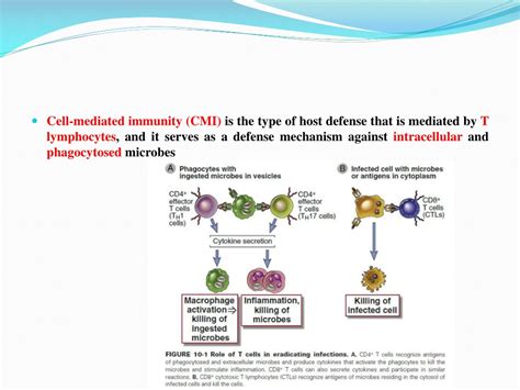 Ppt Functions Of Cd4 Effector T Cells In Cell Mediated Immunity