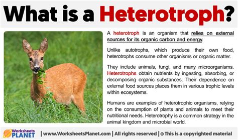 What Is An Heterotroph Definition Of Heterotroph