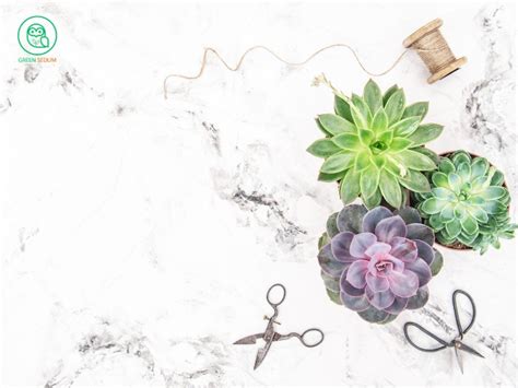 3 Step Guide To Pruning Succulents For Maximum Health
