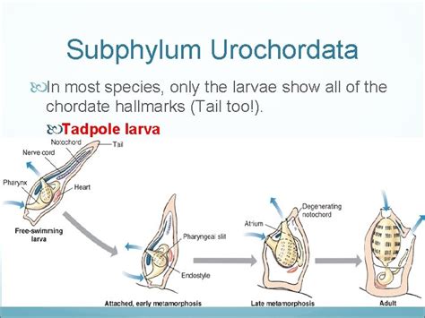 Phylum Chordata Phylum Chordata By The End Of