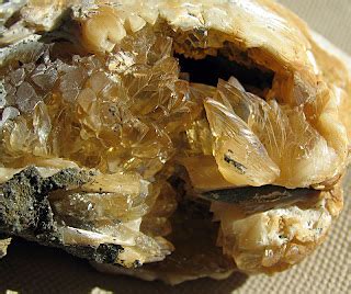 Louisville Fossils And Beyond Giant Venus Clam Fossil