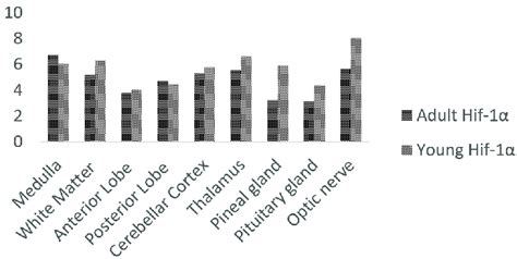I Hif 1α Expression In The Brain Tissues Of Adult And Young Yak
