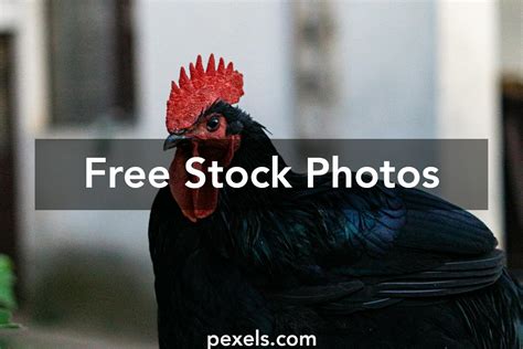 Animation Chicken Photos Download The Best Free Animation Chicken