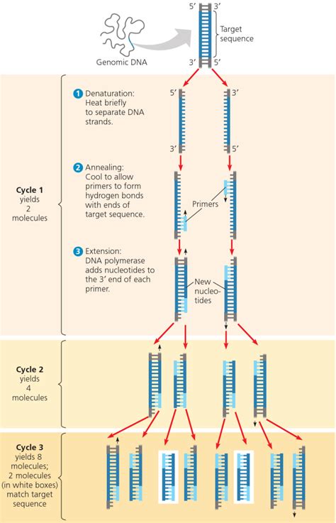 Multiplex Pcr