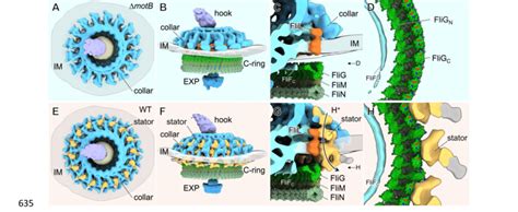 Molecular Architecture Of The Stator Rotor Interactions A B A Top