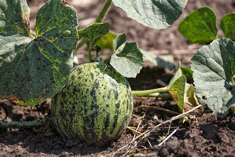 Ціни на кавуни в Україні падають на тлі спекотної погоди та перевищення пропозиції Читайте на