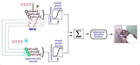 Simplified Depiction Of The Convergence Model Redrawn From Download Scientific Diagram